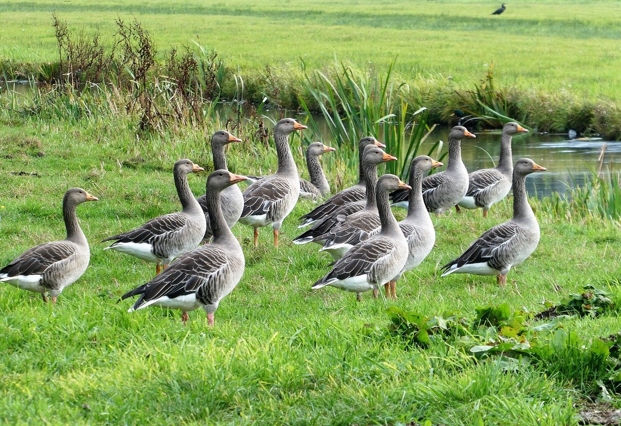 Geese in field | Jigsaw King